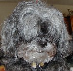 Mongoose GTP vs Mosler MT900 - CorvetteForum - Chevrolet Corvette Forum ...